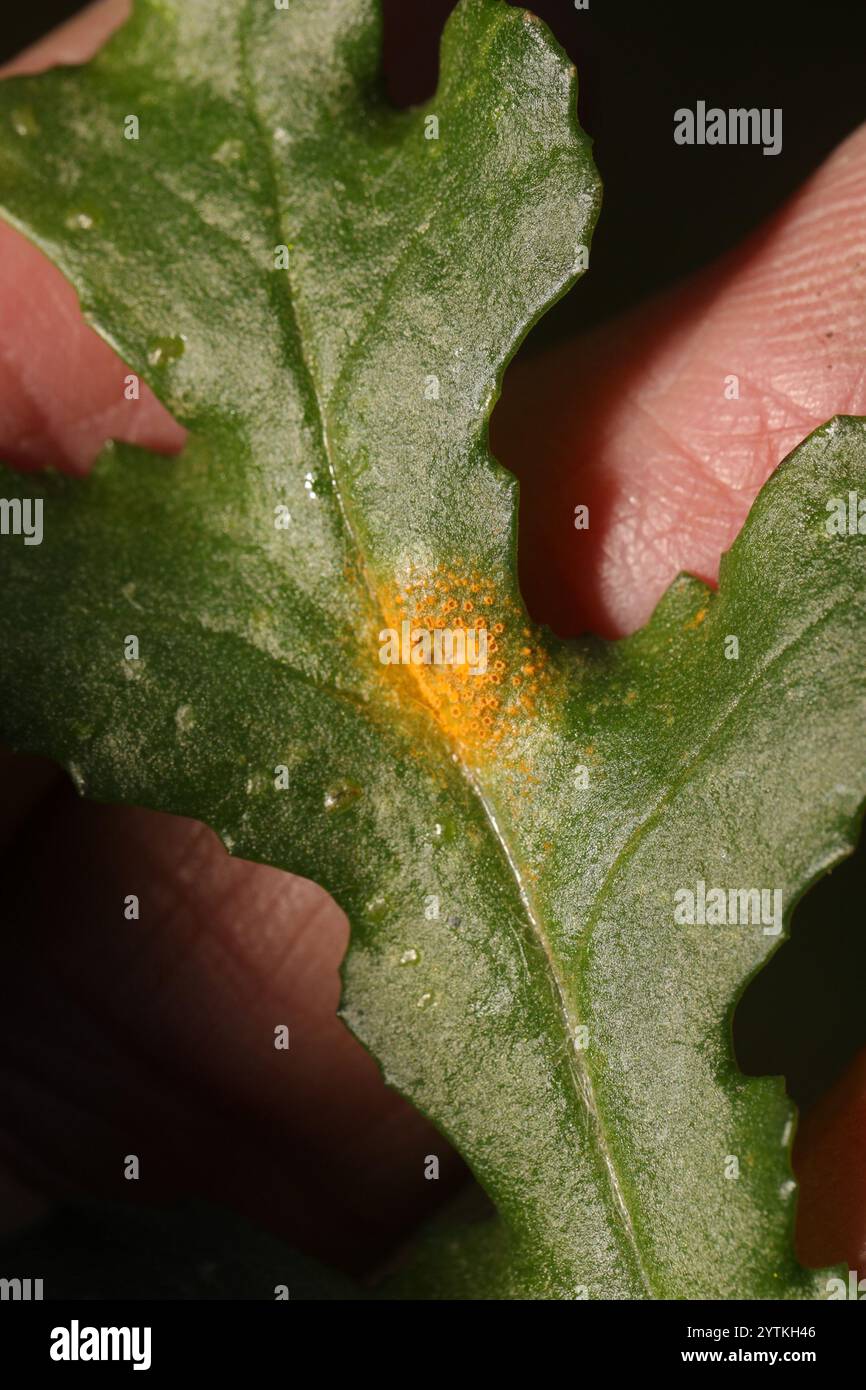 Groundsel crown rust (Puccinia lagenophorae Stock Photo - Alamy