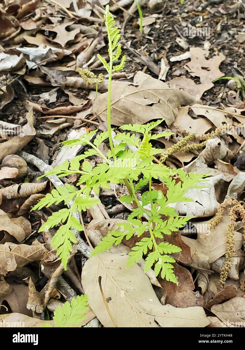 rattlesnake fern (Botrypus virginianus Stock Photo - Alamy