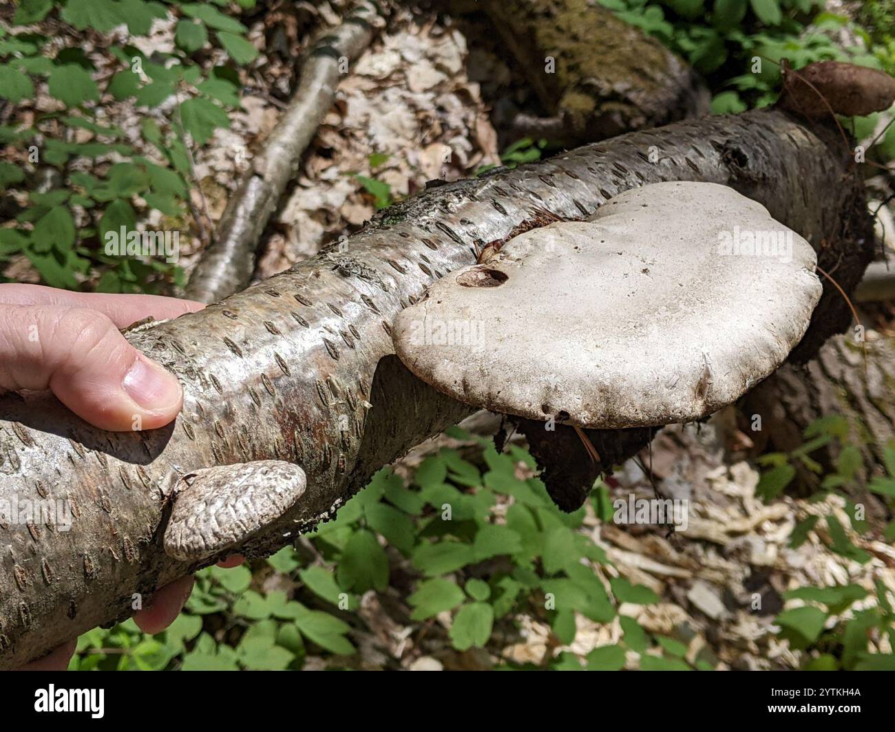 birch polypore (Fomitopsis betulina Stock Photo - Alamy