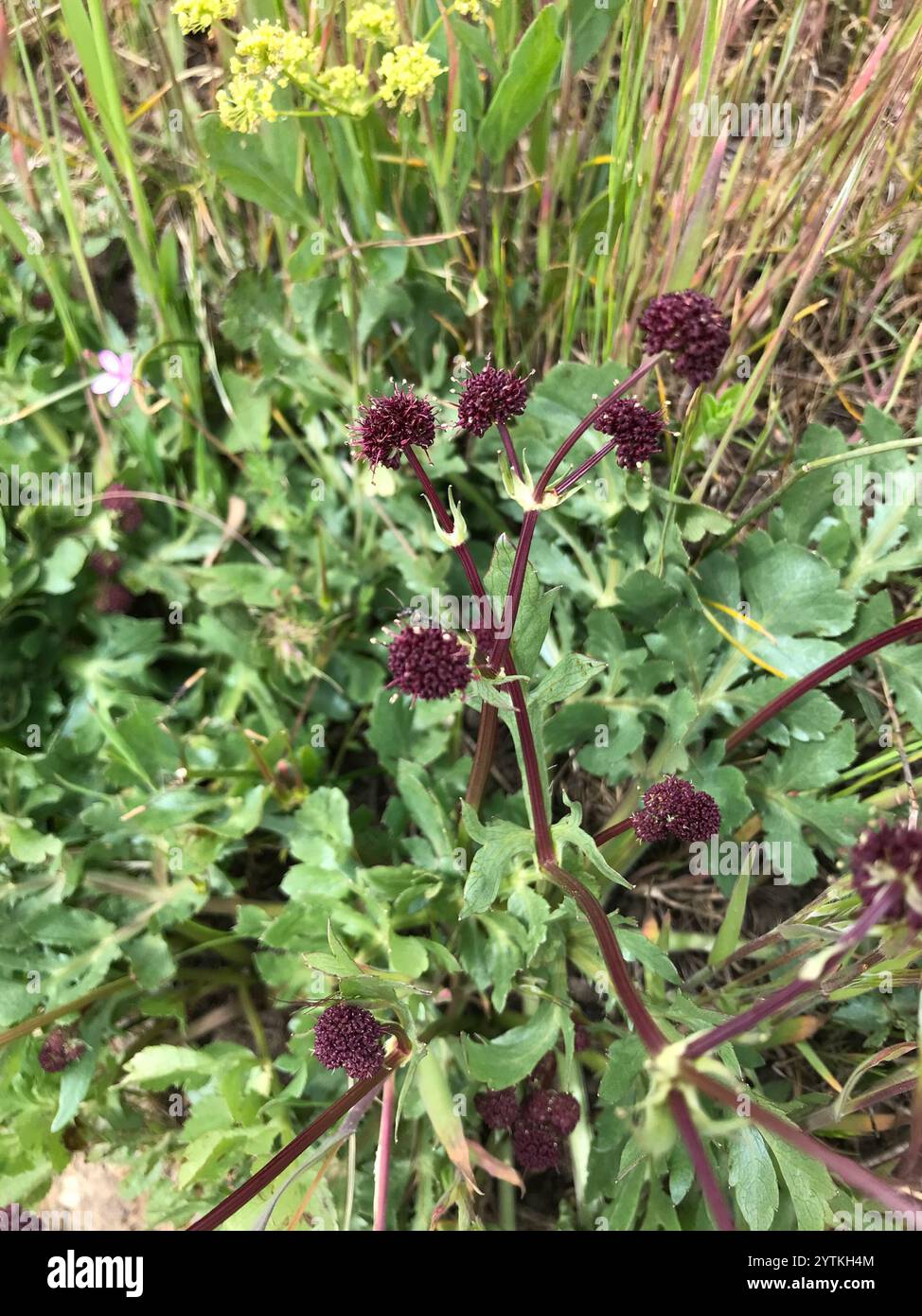Purple Sanicle (Sanicula bipinnatifida Stock Photo - Alamy