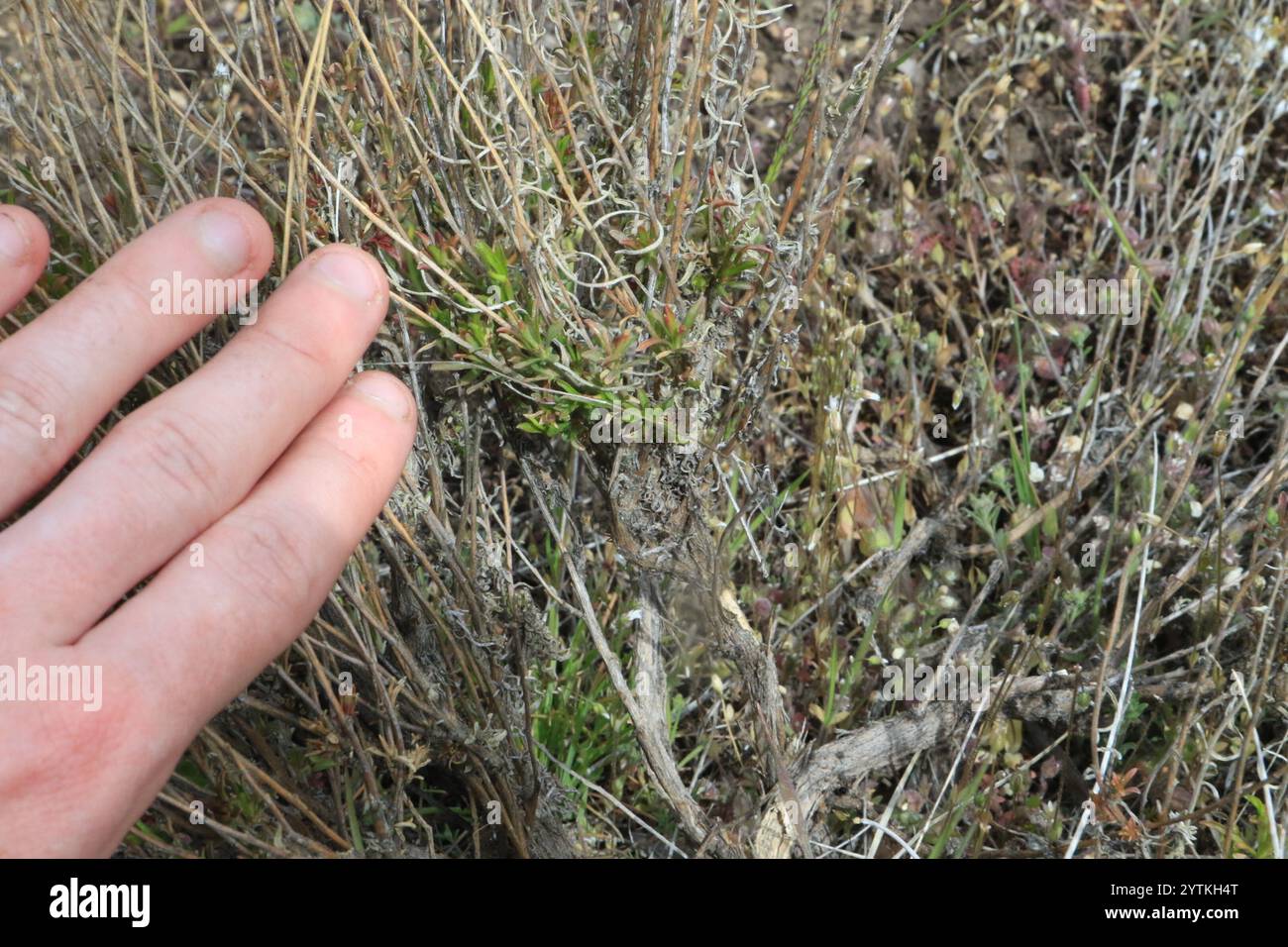 Broom Snakeweed (Gutierrezia sarothrae Stock Photo - Alamy