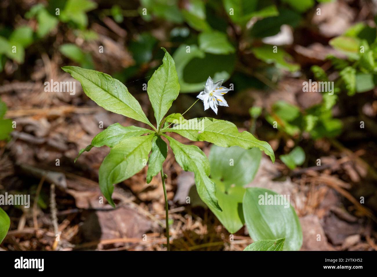 northern starflower (Lysimachia borealis Stock Photo - Alamy