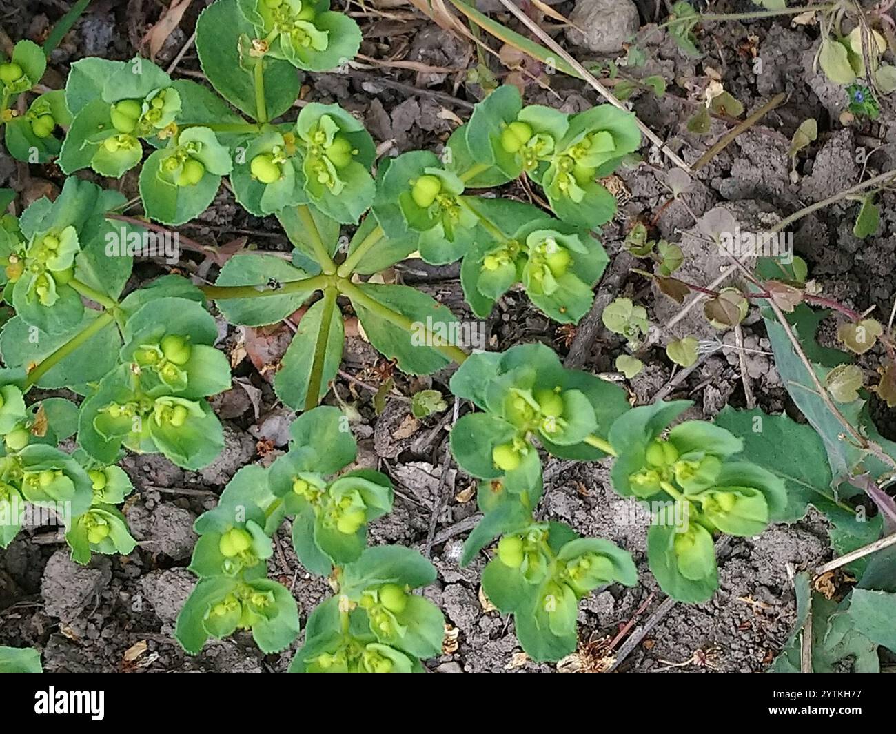 Sun spurge (Euphorbia helioscopia Stock Photo - Alamy
