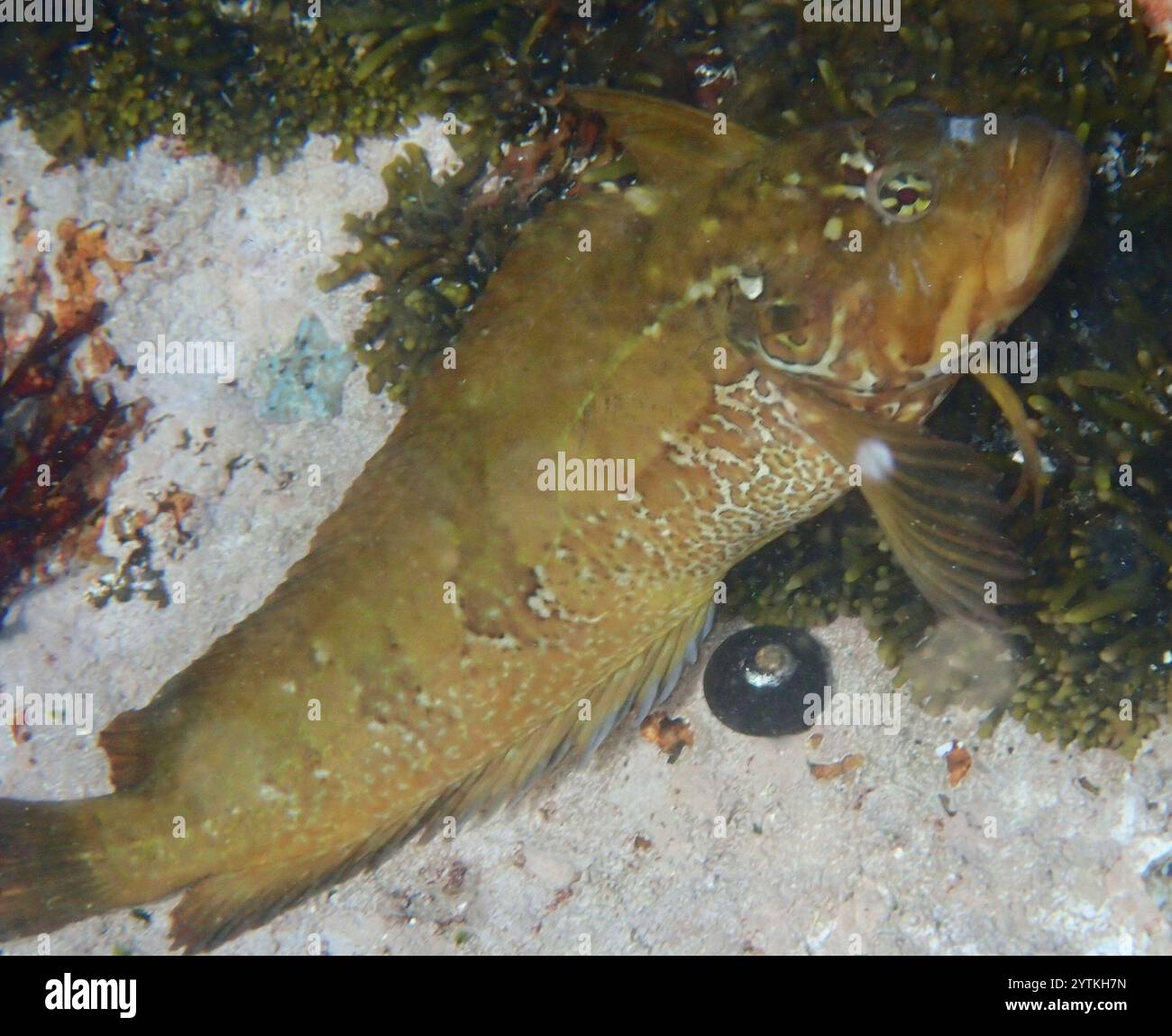 Super klipfish hi-res stock photography and images - Alamy