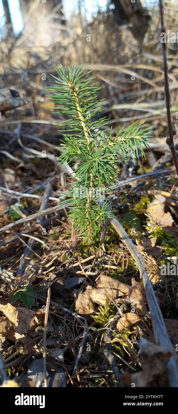 Siberian spruce (Picea obovata Stock Photo - Alamy