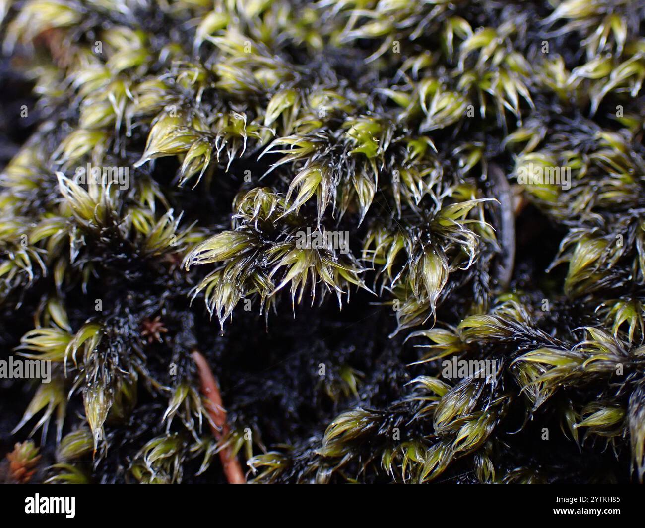 Yellow Fringe-moss (Racomitrium aciculare Stock Photo - Alamy