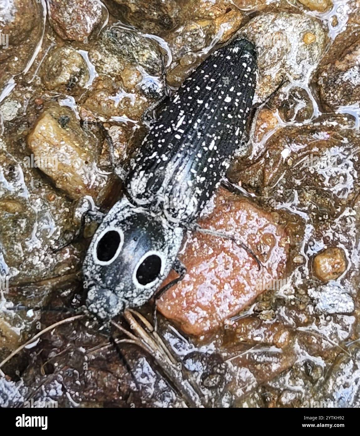 Eastern Eyed Click Beetle (Alaus oculatus Stock Photo - Alamy