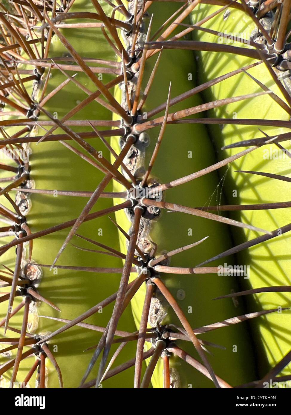 Melocactus intortus hi-res stock photography and images - Alamy