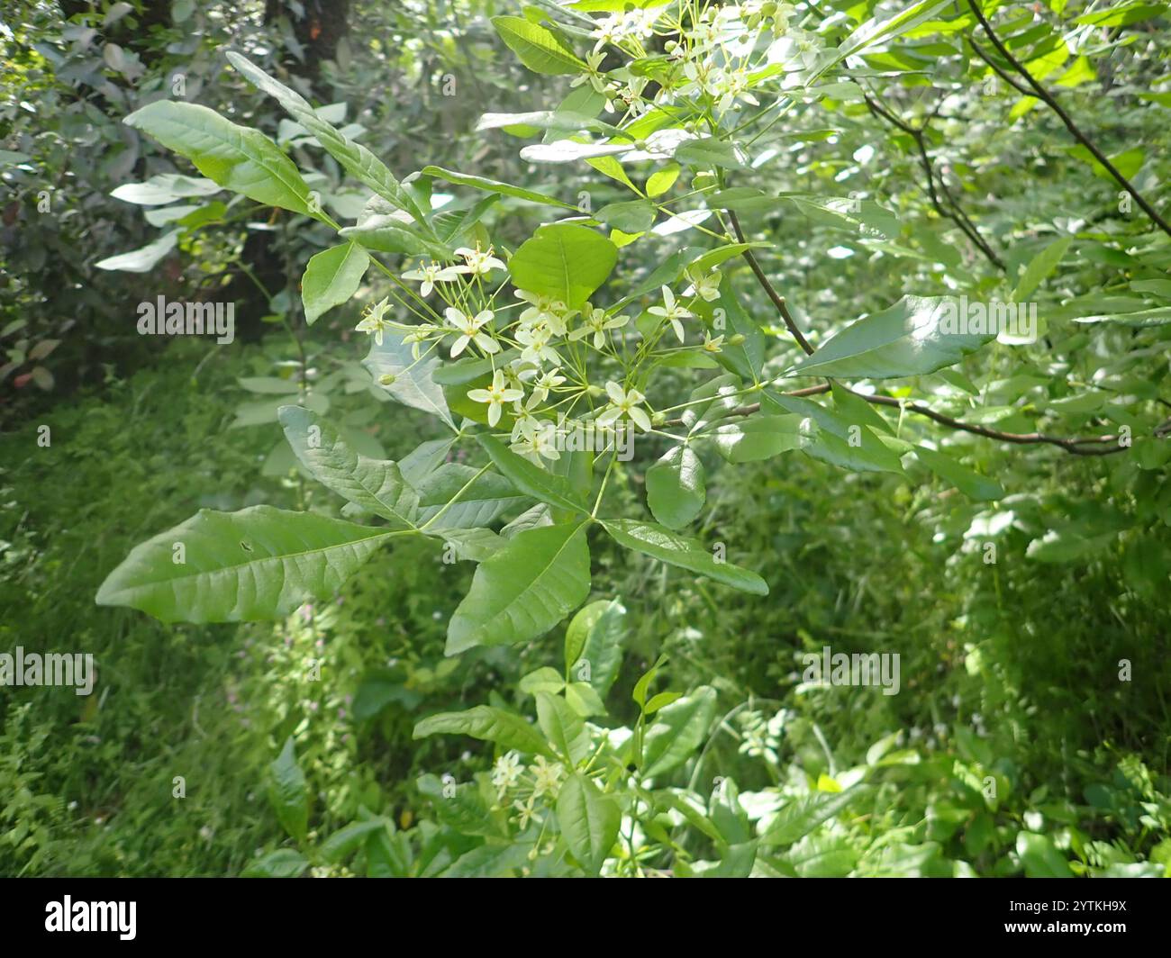 Western Hoptree (Ptelea crenulata Stock Photo - Alamy