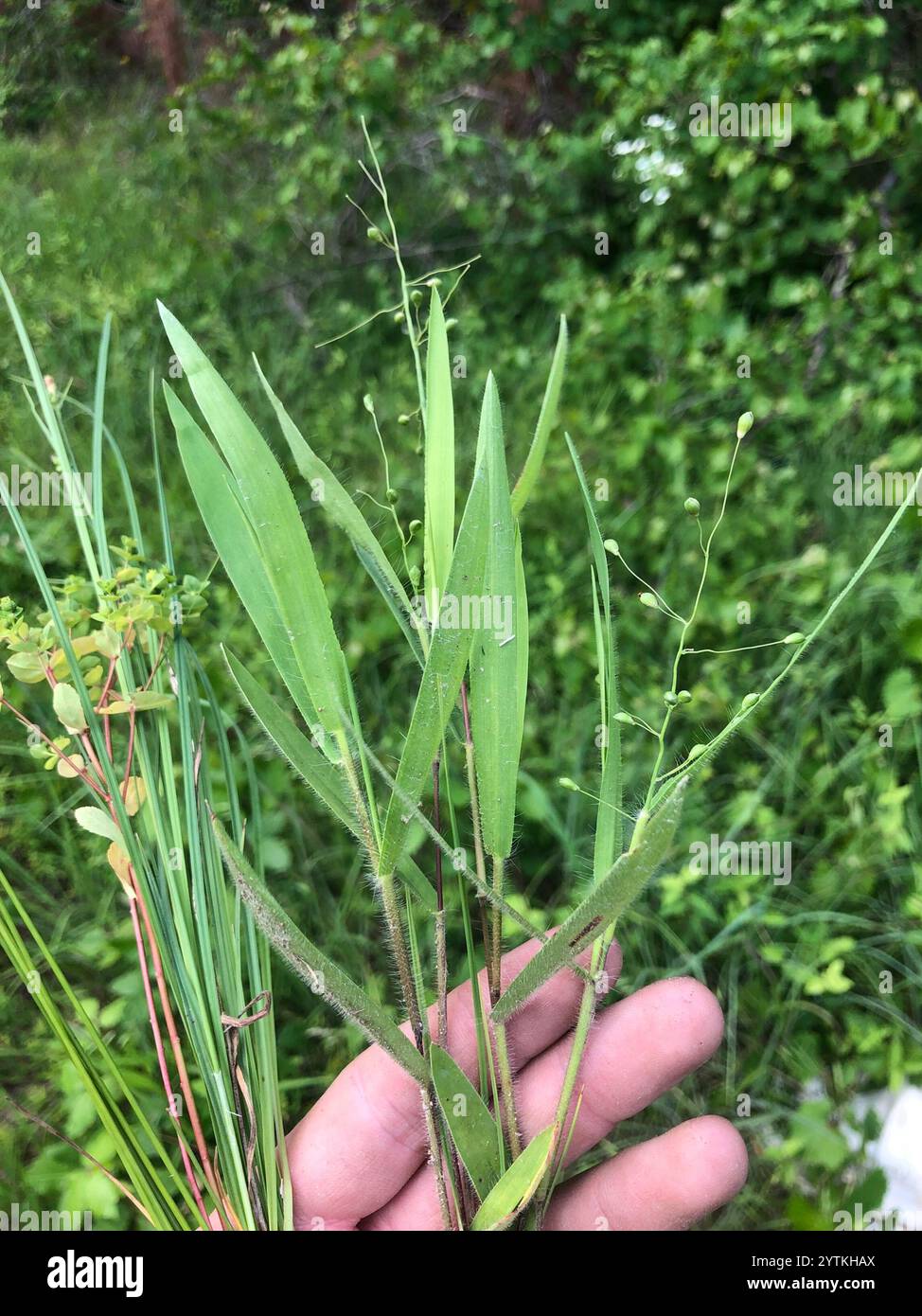 Scribner's Panicgrass (Dichanthelium scribnerianum Stock Photo - Alamy