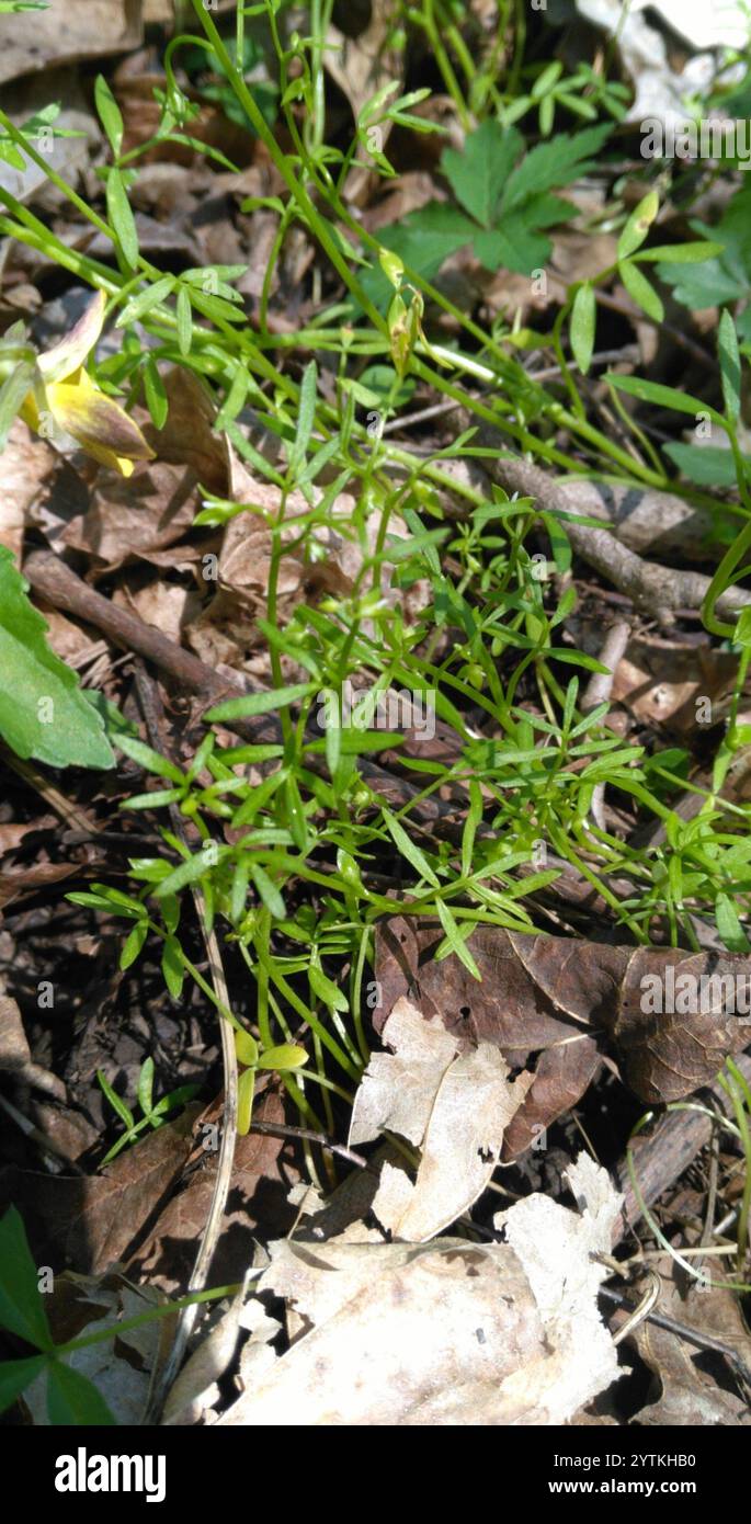 Proserpinacoides hi-res stock photography and images - Alamy