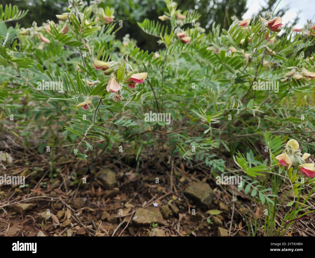 goat's rue (Tephrosia virginiana Stock Photo - Alamy