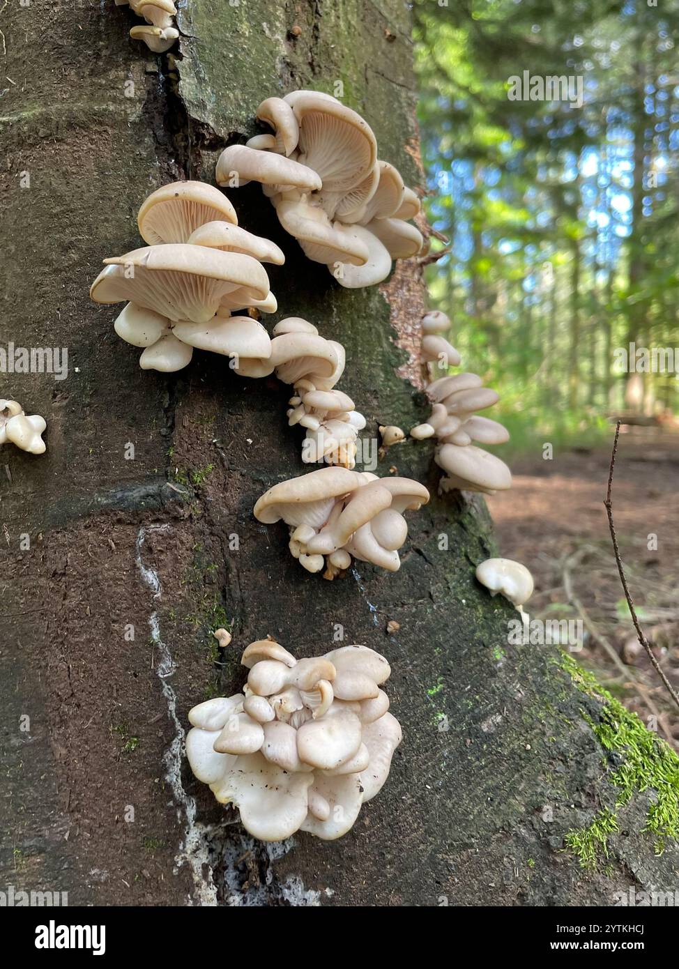 Oyster Mushroom (Pleurotus ostreatus Stock Photo - Alamy