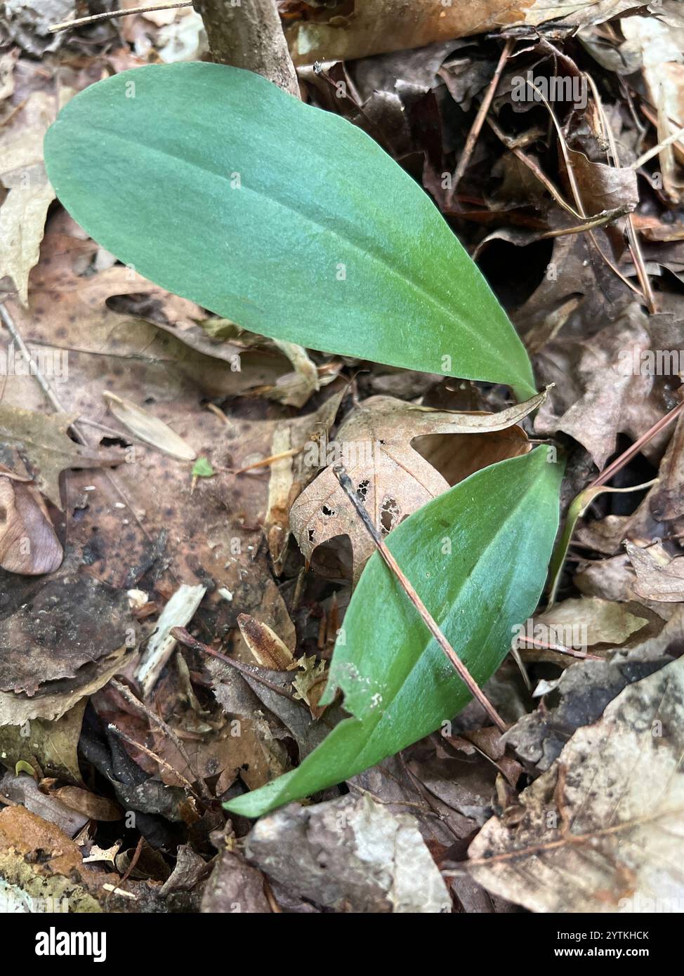 showy orchis (Galearis spectabilis Stock Photo - Alamy