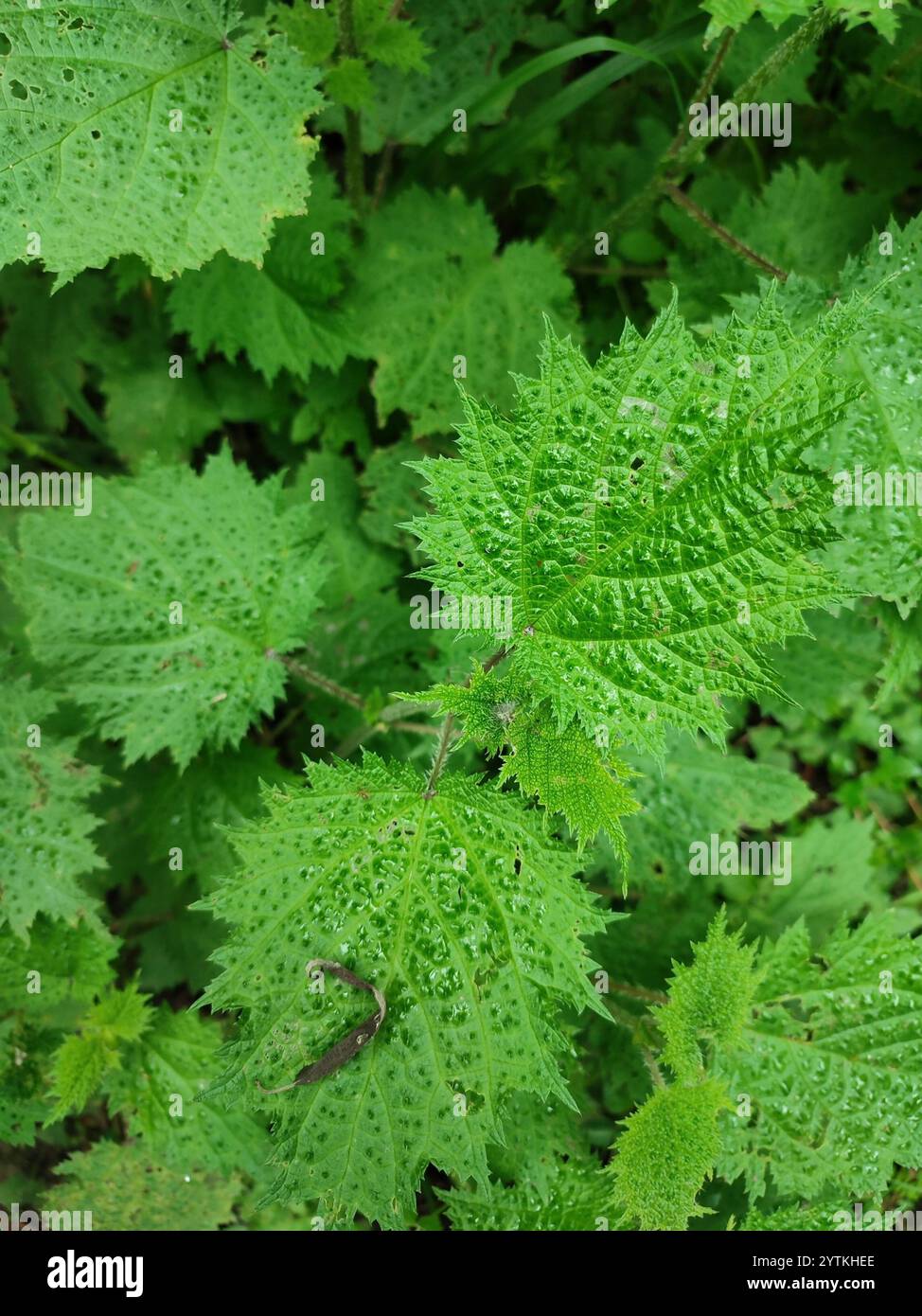 Japanese Nettle (Urtica thunbergiana Stock Photo - Alamy