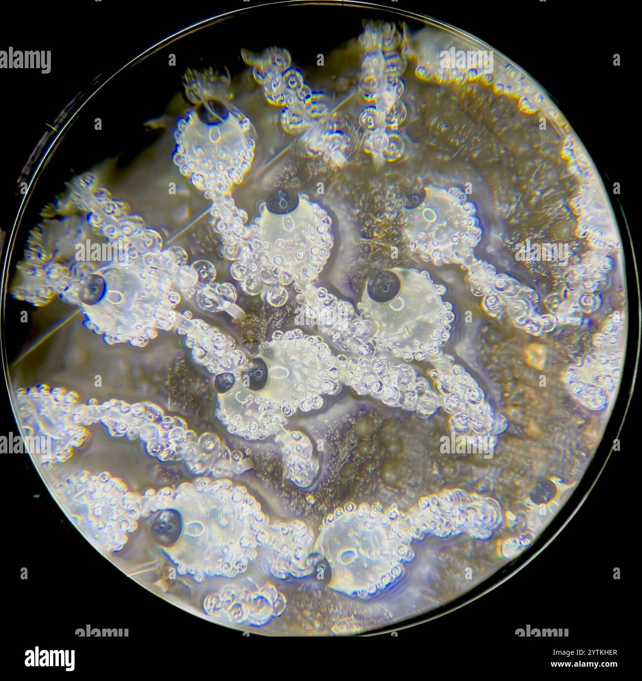 (Pilobolus roridus umbonatus Stock Photo - Alamy