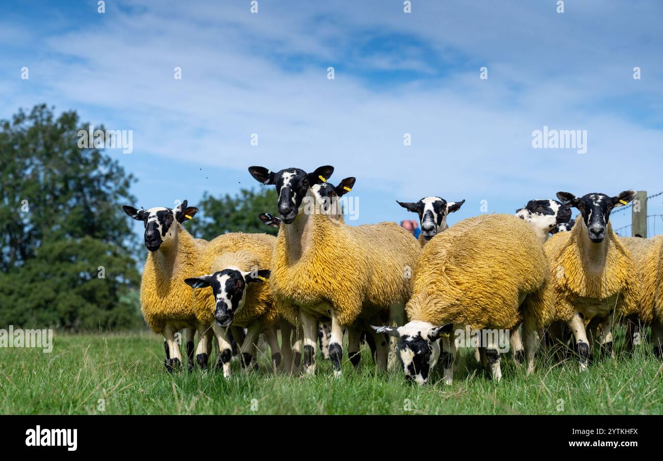 Flock of North of England mule gimmer lambs, out of Hexham type ...