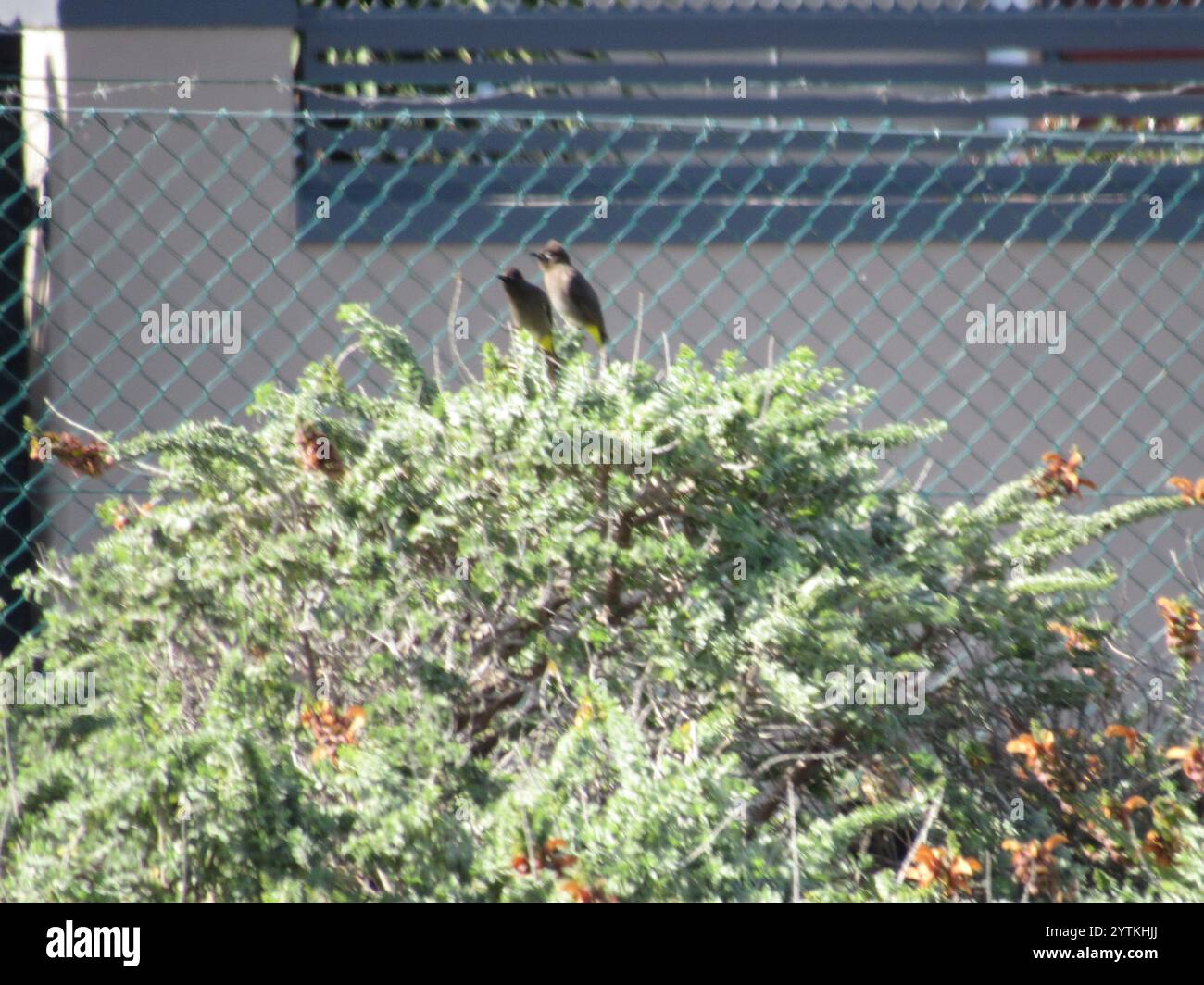Cape Bulbul (Pycnonotus capensis Stock Photo - Alamy
