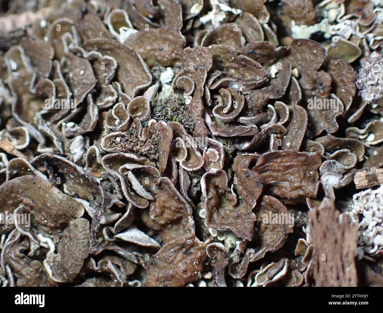 scale lichens and allies (Psoraceae Stock Photo - Alamy