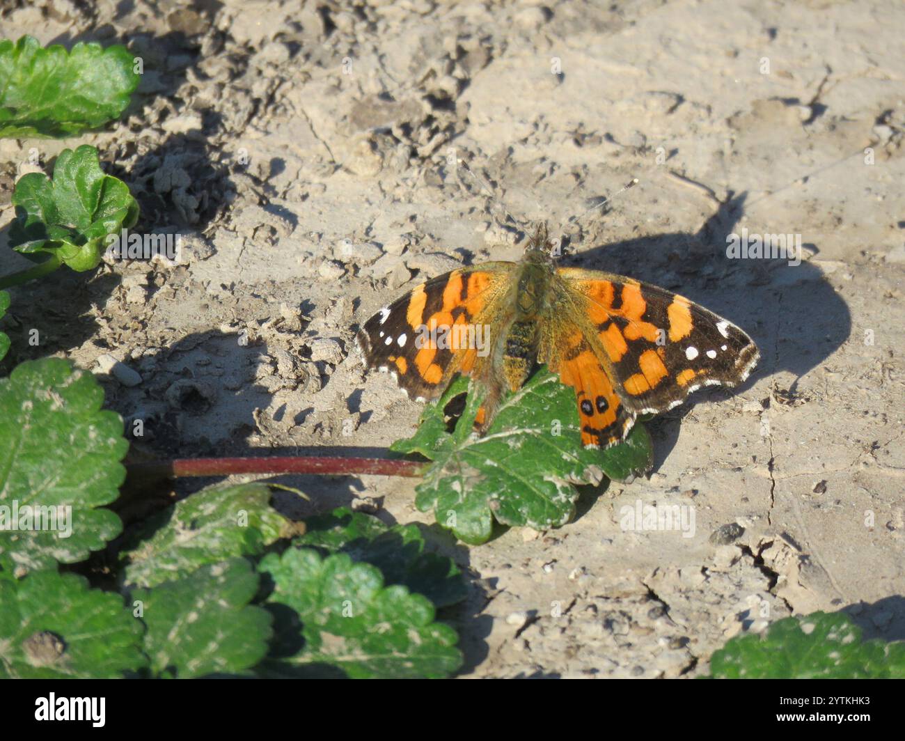Subtropical Lady (Vanessa carye Stock Photo - Alamy