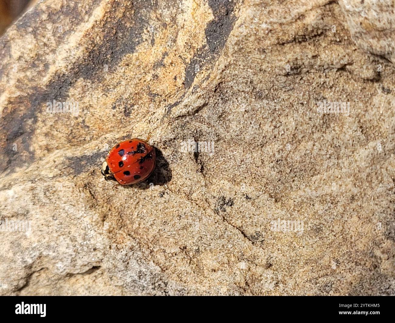 Asian Lady Beetle (Harmonia axyridis Stock Photo - Alamy