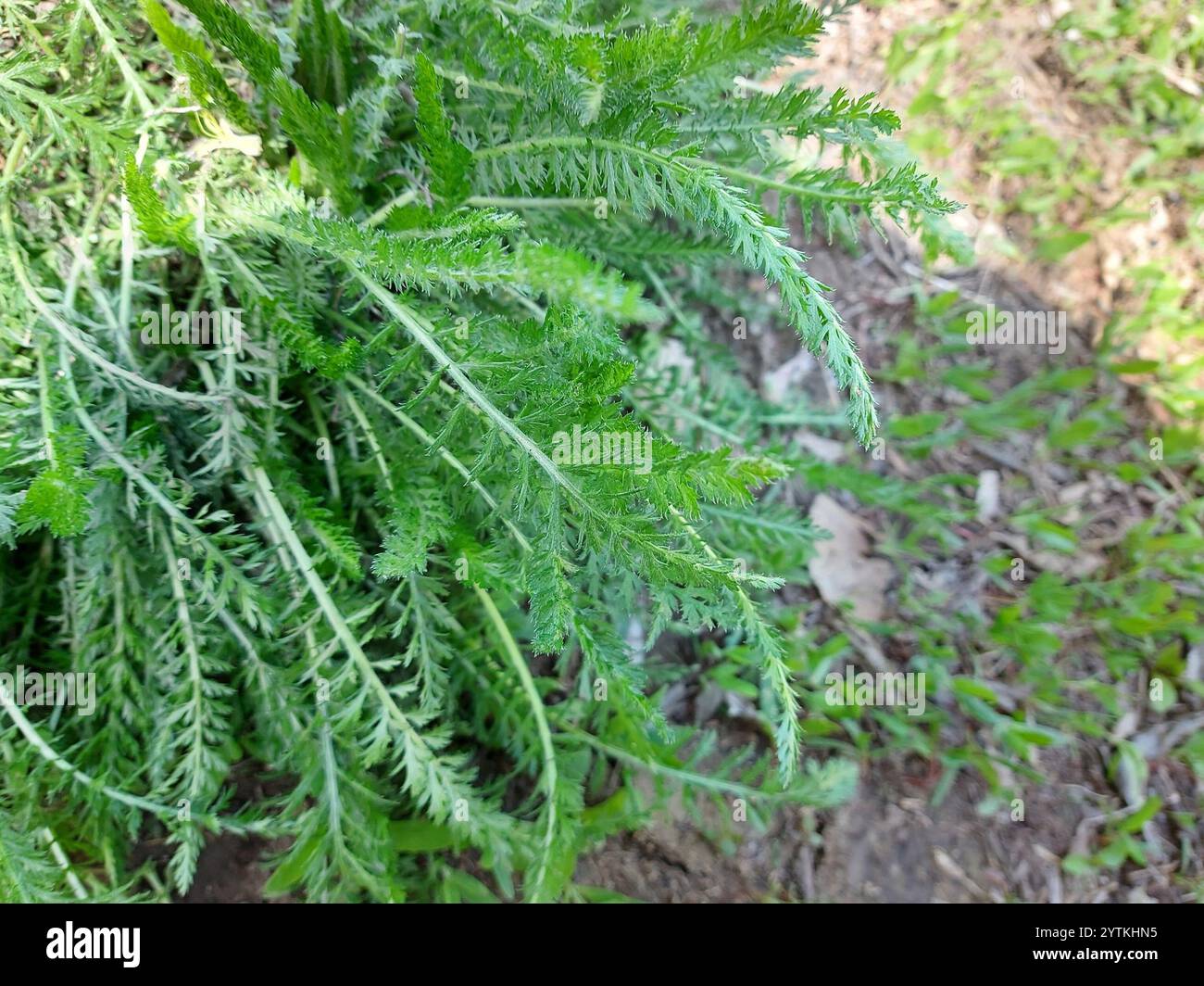 common yarrow complex (Achillea millefolium Stock Photo - Alamy