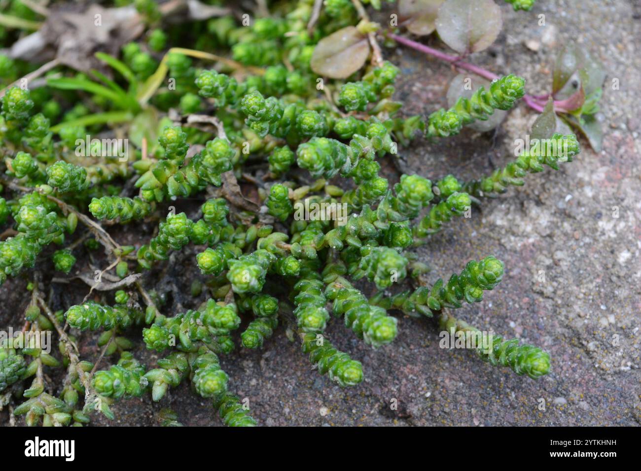 Biting Stonecrop (Sedum acre Stock Photo - Alamy