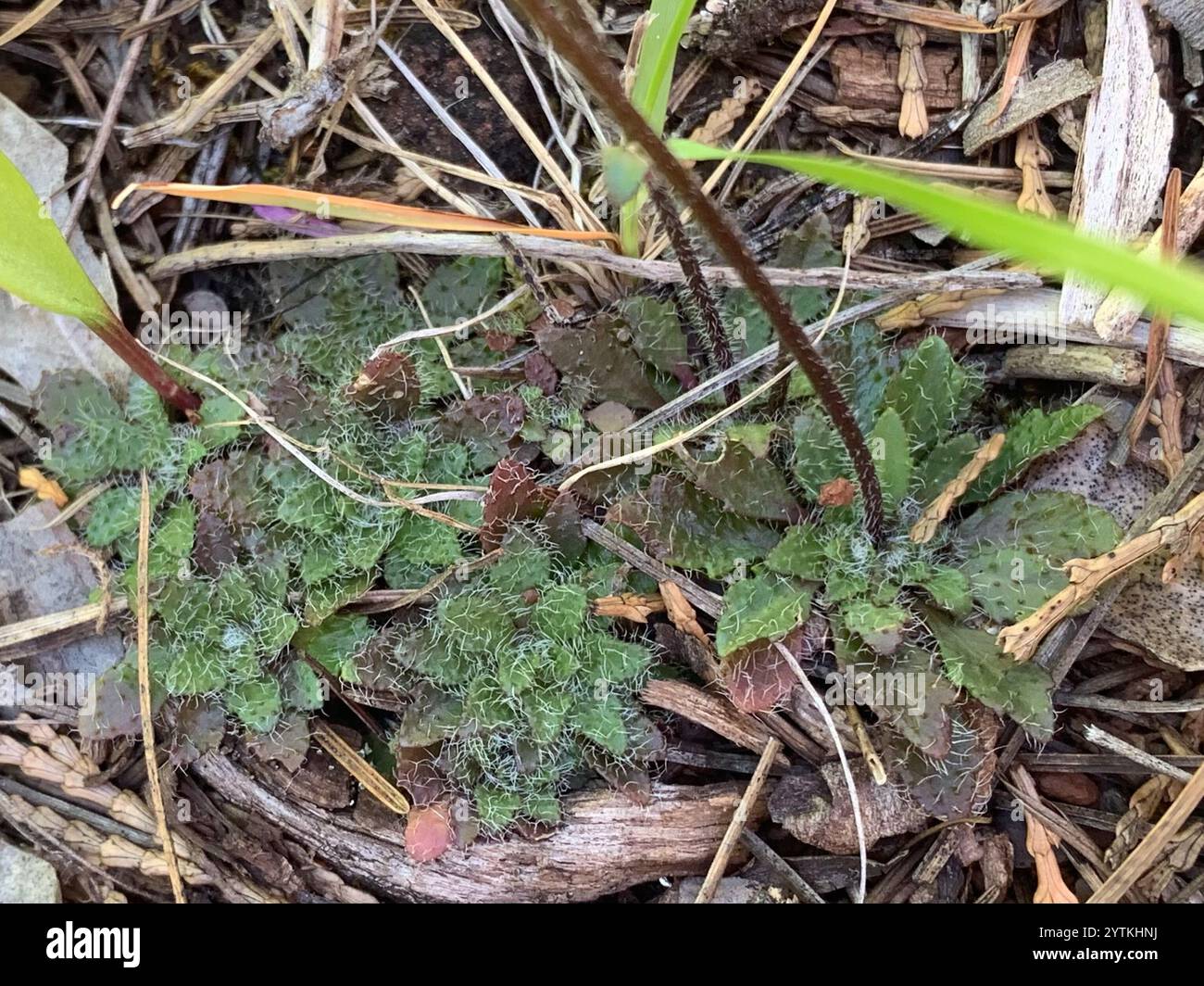 Waldo Rockcress (Arabis aculeolata Stock Photo - Alamy
