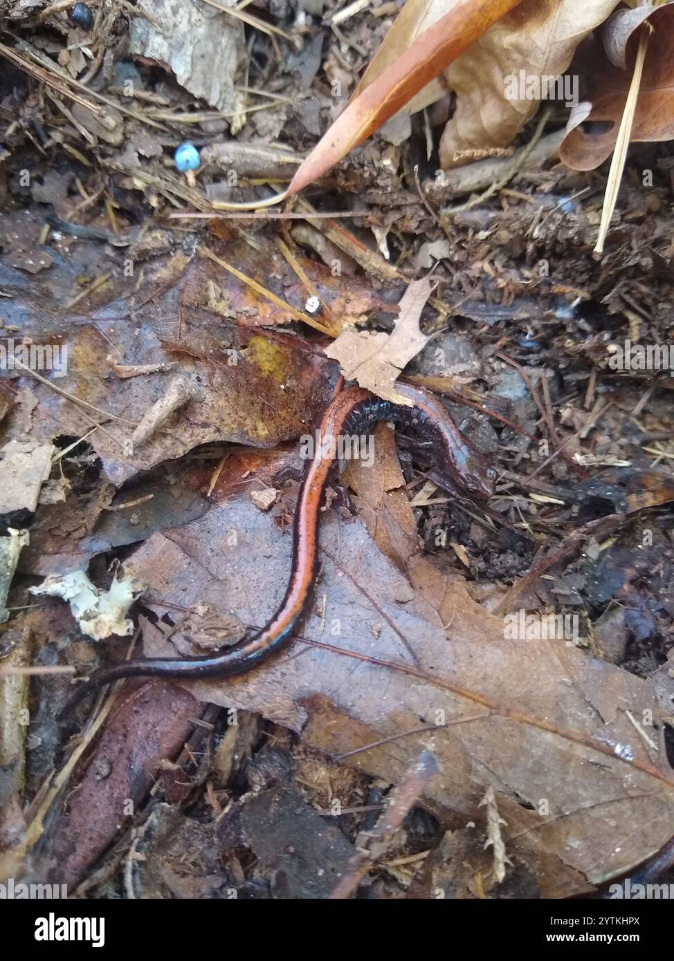 Eastern Red-backed Salamander (Plethodon cinereus Stock Photo - Alamy