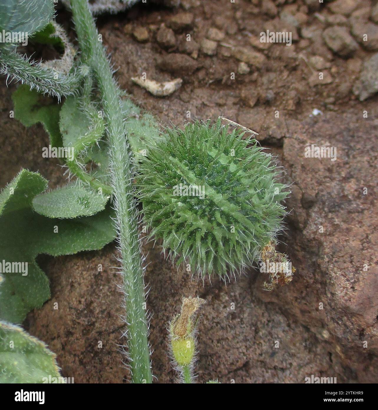 Small Wild Cucumber (Cucumis africanus Stock Photo - Alamy