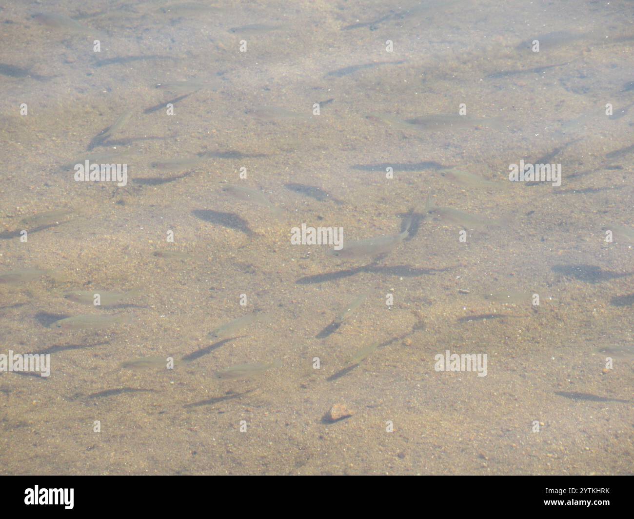 Ray-finned Fishes (Actinopterygii Stock Photo - Alamy