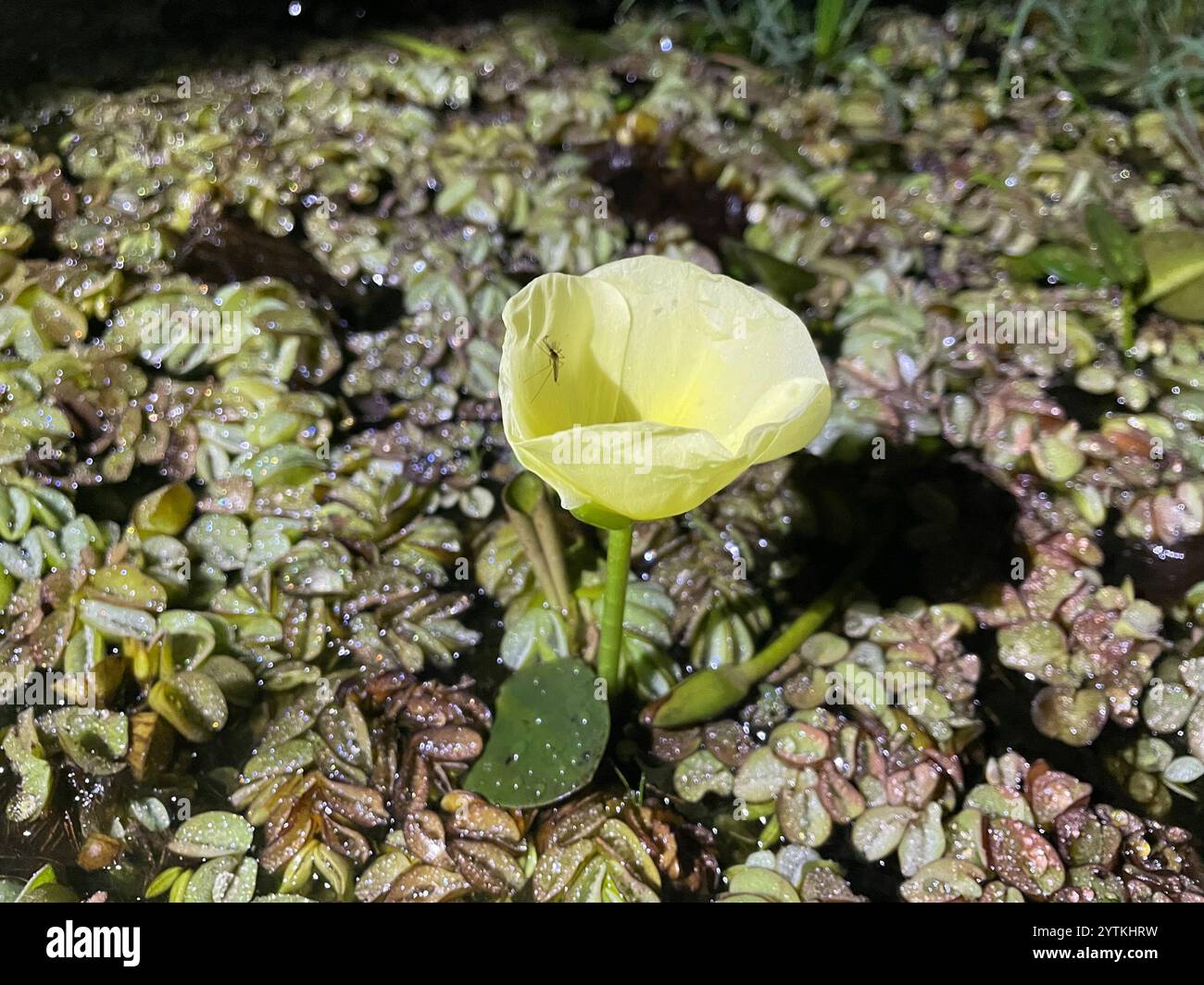 Water Poppy (Hydrocleys nymphoides Stock Photo - Alamy