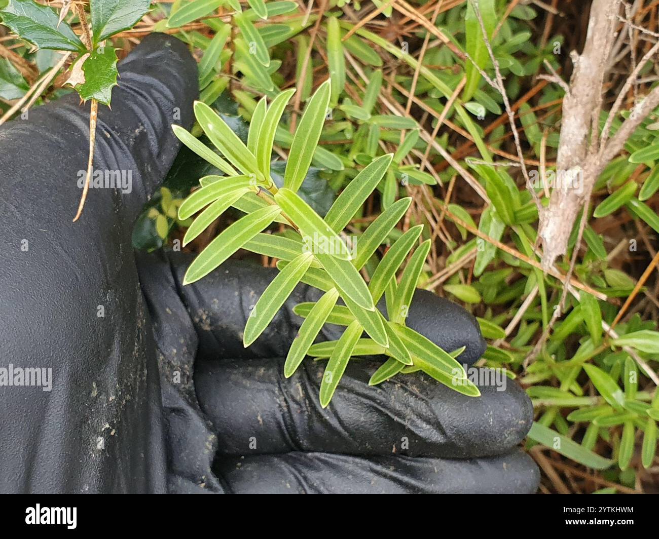 Tree Hebe (Veronica parviflora Stock Photo - Alamy