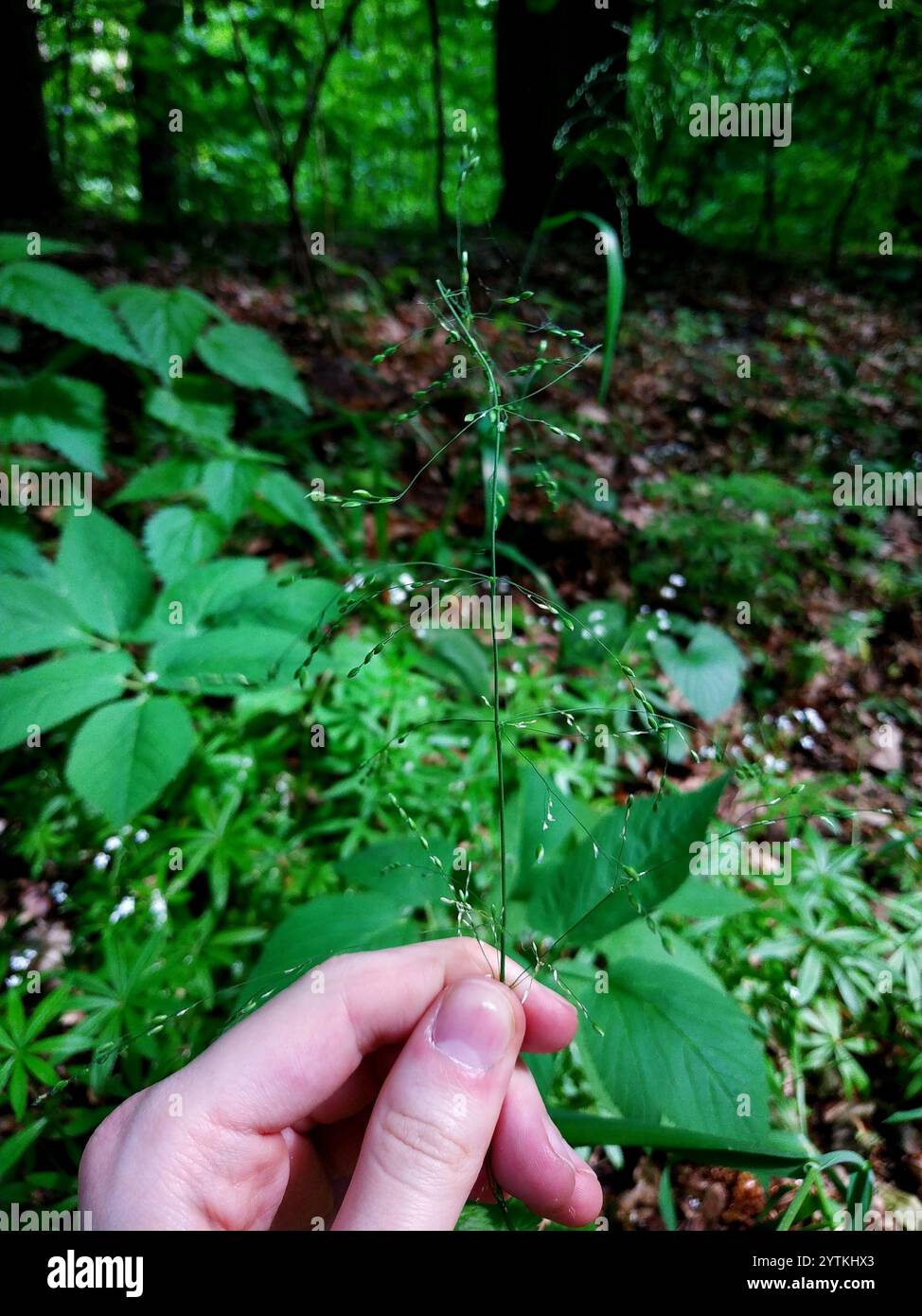 Wood Millet (Milium effusum Stock Photo - Alamy