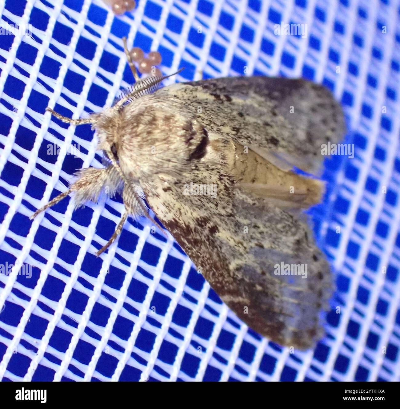 Prominent Moths (Notodontidae Stock Photo - Alamy