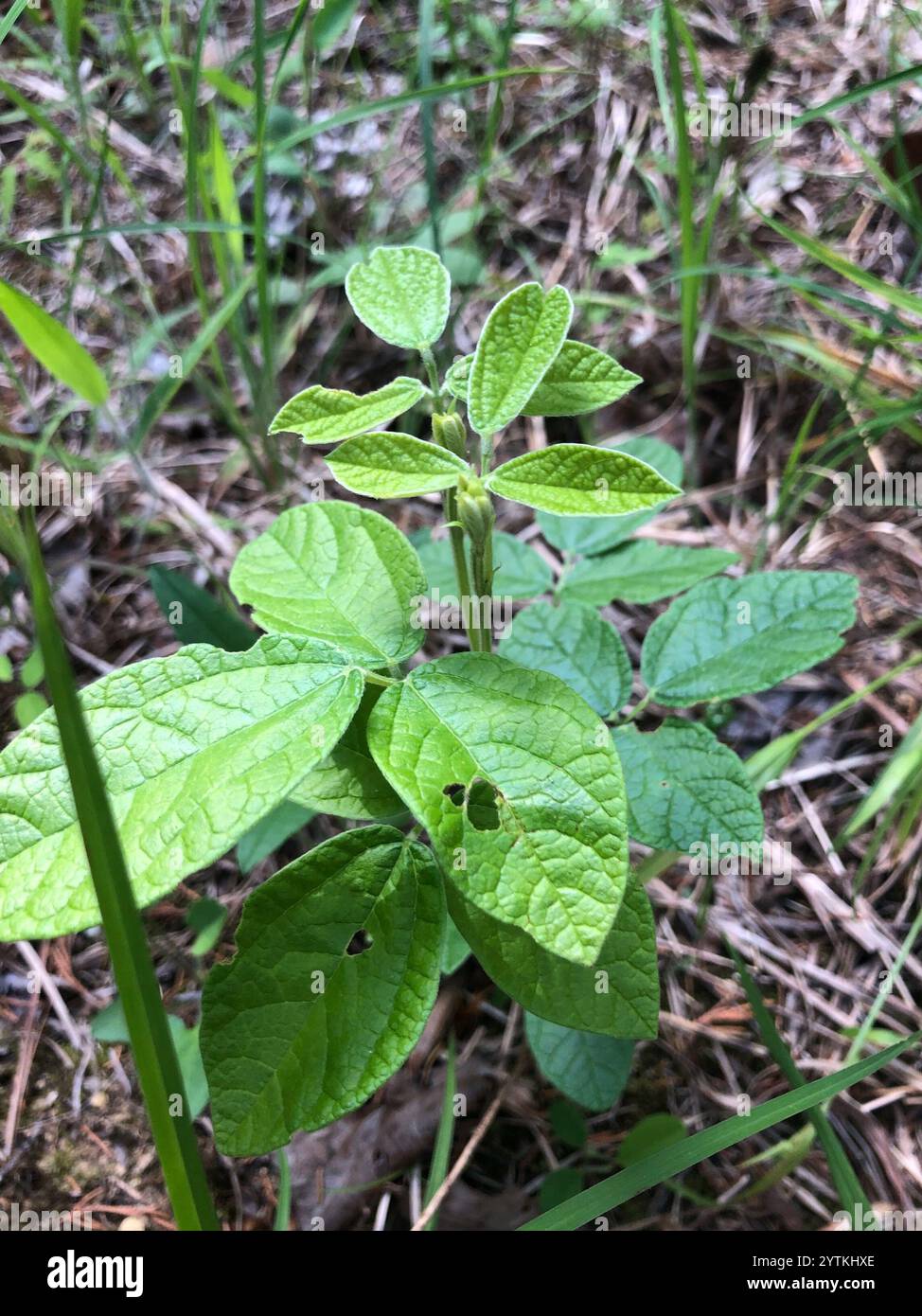Twining Snoutbean (Rhynchosia tomentosa Stock Photo - Alamy