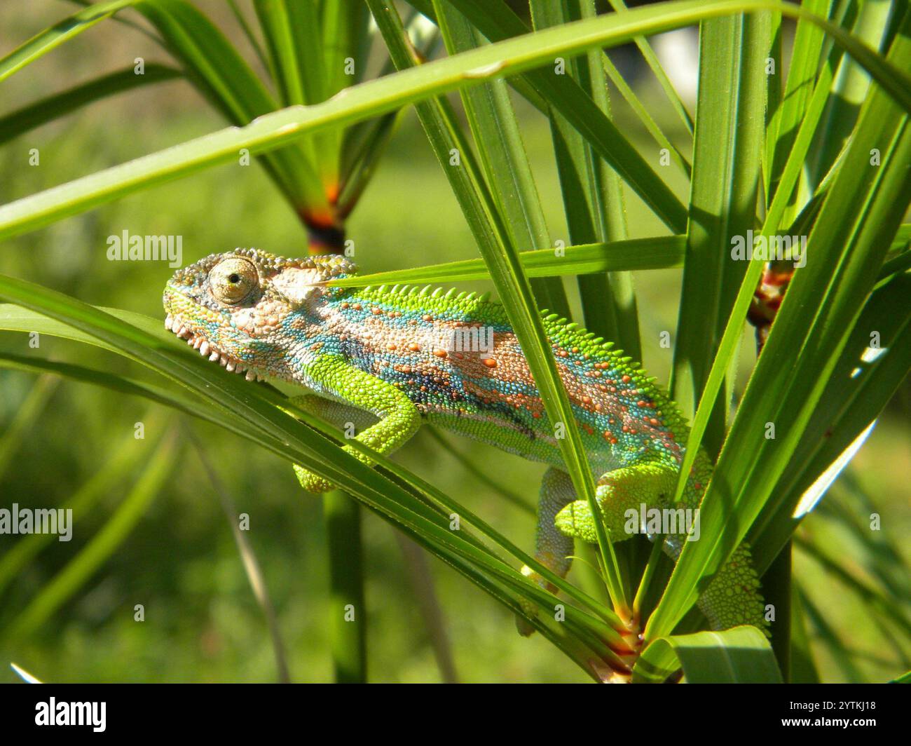 Cape Dwarf Chameleon (Bradypodion pumilum Stock Photo - Alamy