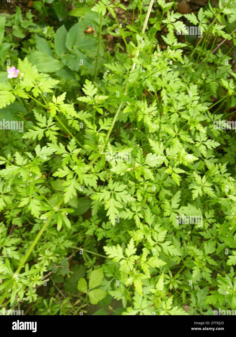 Little-Robin (Geranium purpureum Stock Photo - Alamy