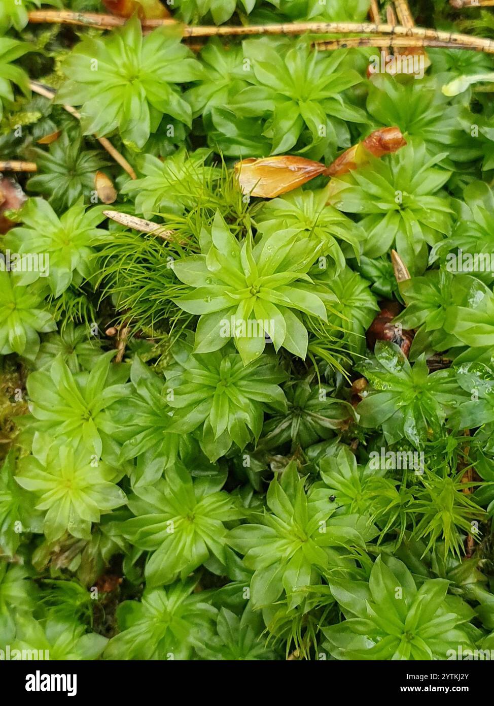 Rose Moss (Rhodobryum roseum Stock Photo - Alamy