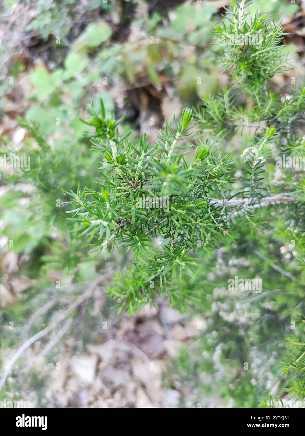 Tree heath (Erica arborea Stock Photo - Alamy