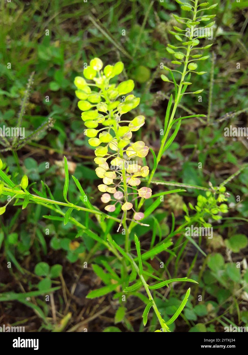 Virginia pepperweed (Lepidium virginicum Stock Photo - Alamy