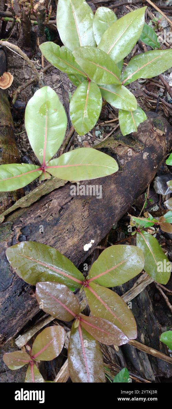 Fish Poison Tree (Barringtonia asiatica Stock Photo - Alamy