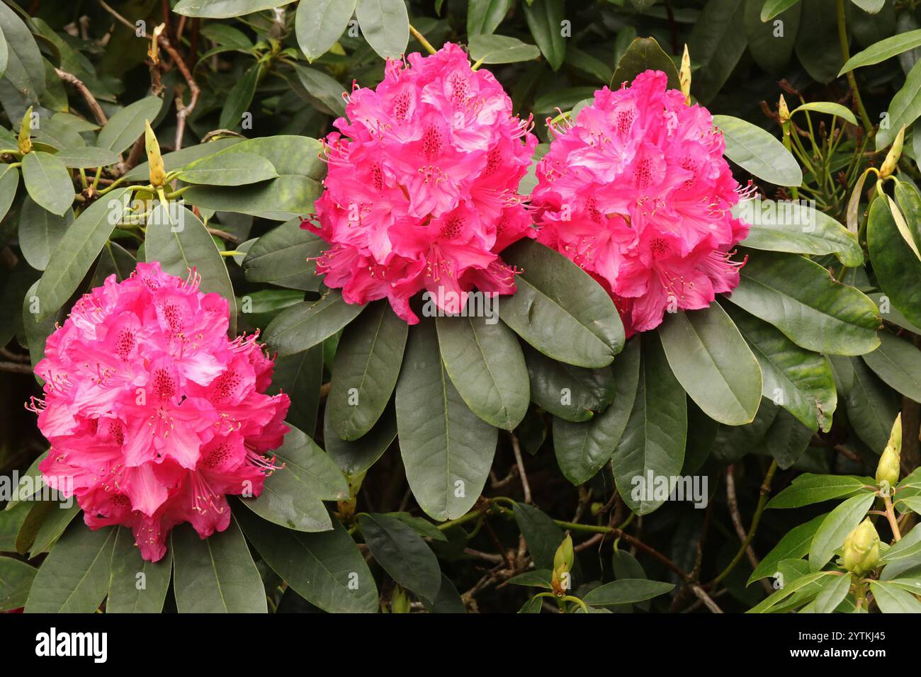 rhododendrons and azaleas (Rhododendron Stock Photo - Alamy