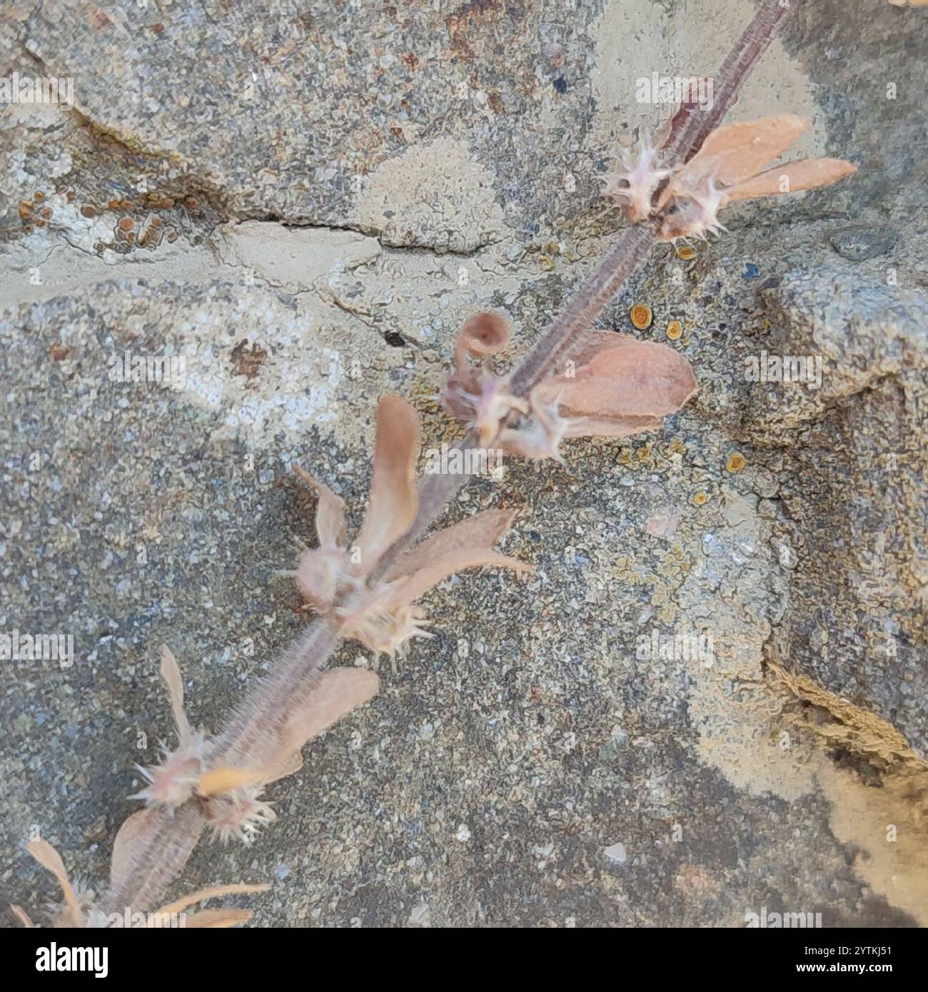 Hispid Valantia (Valantia hispida Stock Photo - Alamy