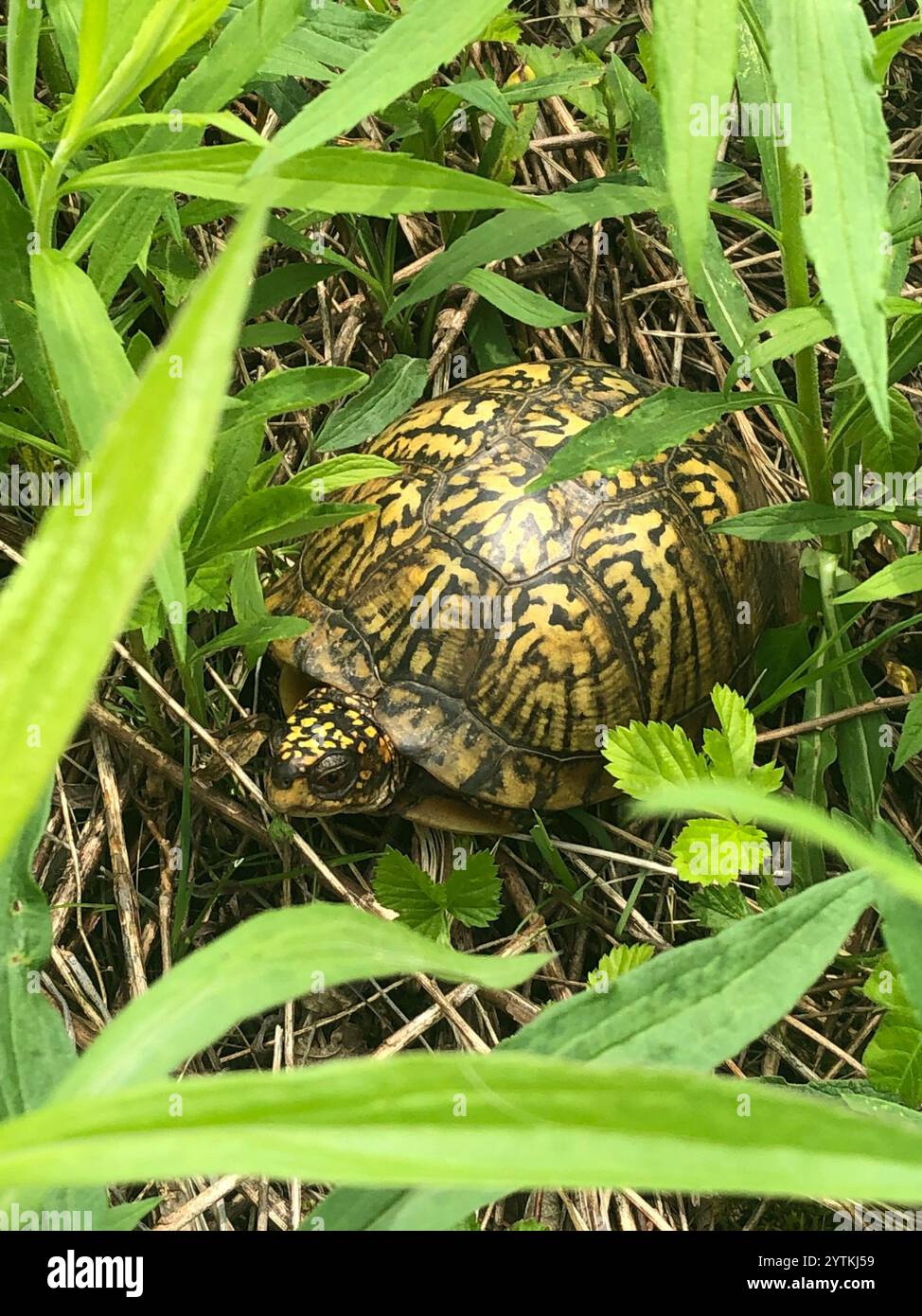Eastern Box Turtle (Terrapene carolina carolina Stock Photo - Alamy