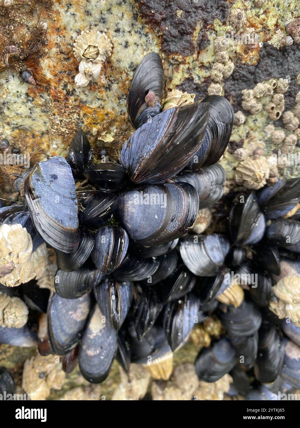 Blue Mussel Complex (Mytilus edulis Stock Photo - Alamy