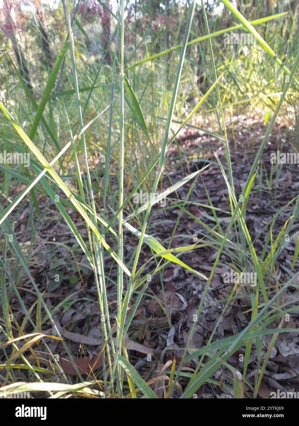 Natal grass (Melinis repens Stock Photo - Alamy