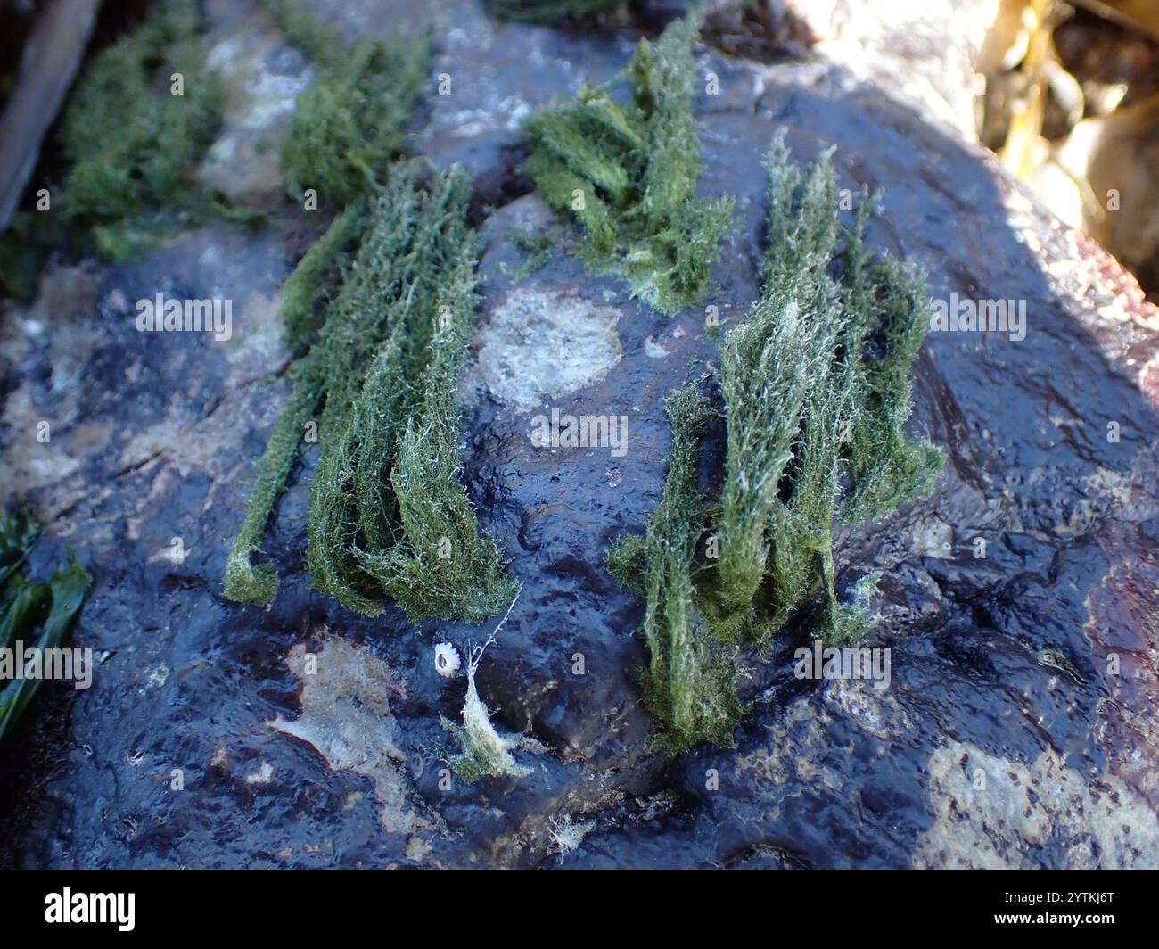 Acrosiphonia hi-res stock photography and images - Alamy