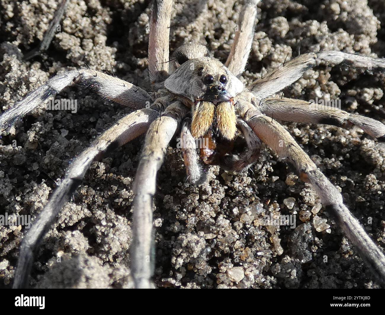 Carolina Wolf Spider (Hogna carolinensis Stock Photo - Alamy