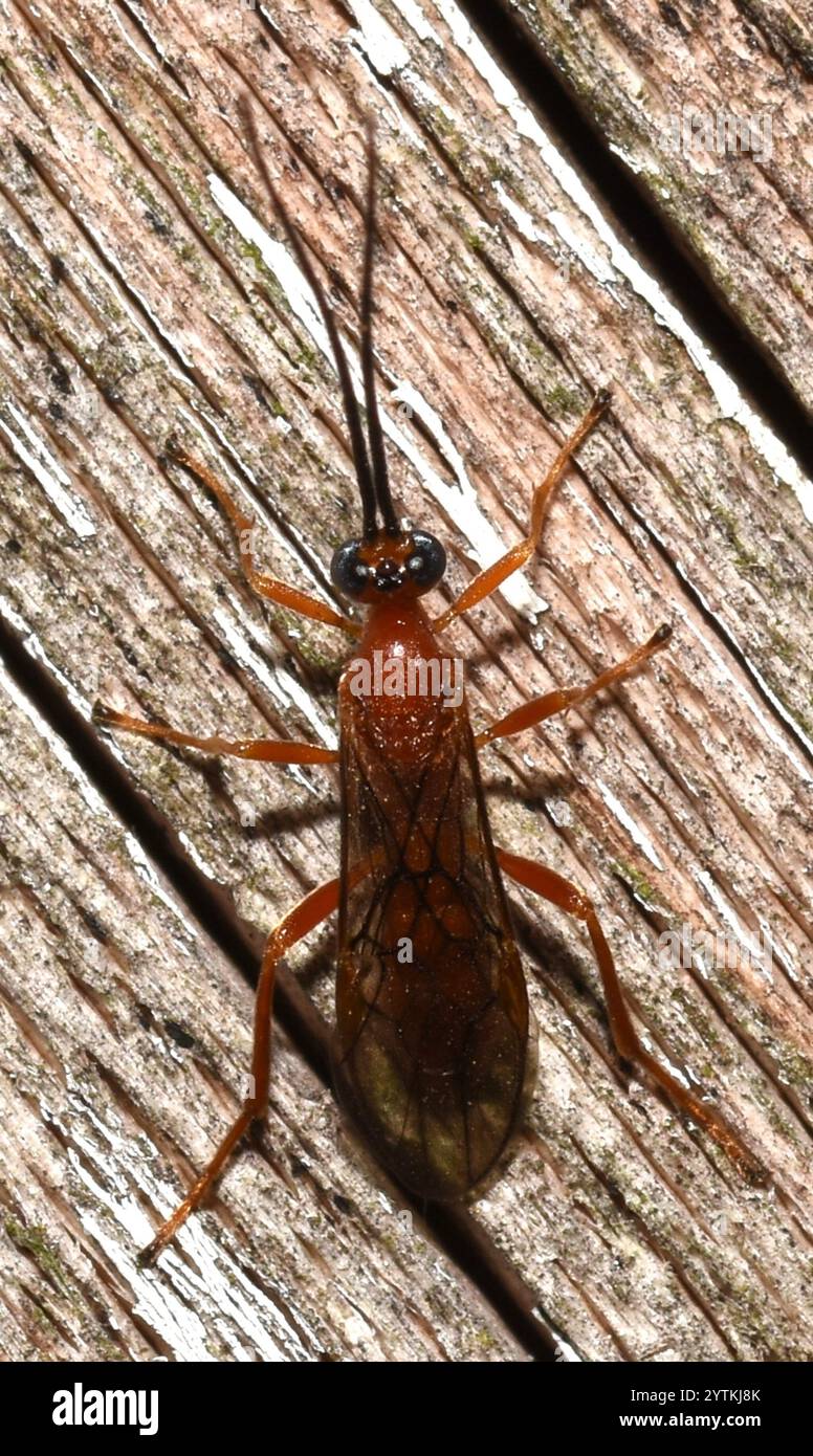 Braconid Wasps (Braconidae Stock Photo - Alamy